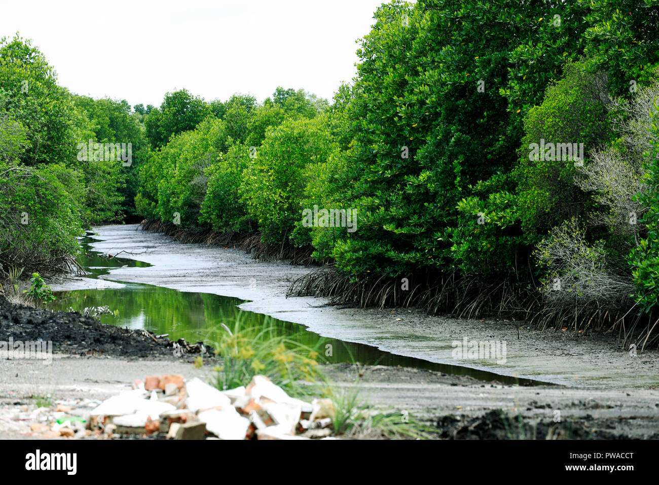 Mangrove tree study hi-res stock photography and images - Alamy