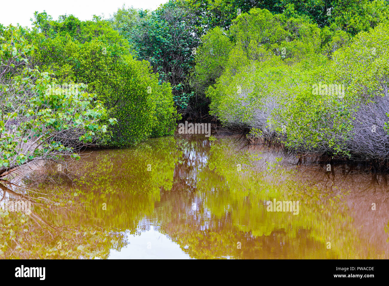 Mangrove thicket hi-res stock photography and images - Alamy