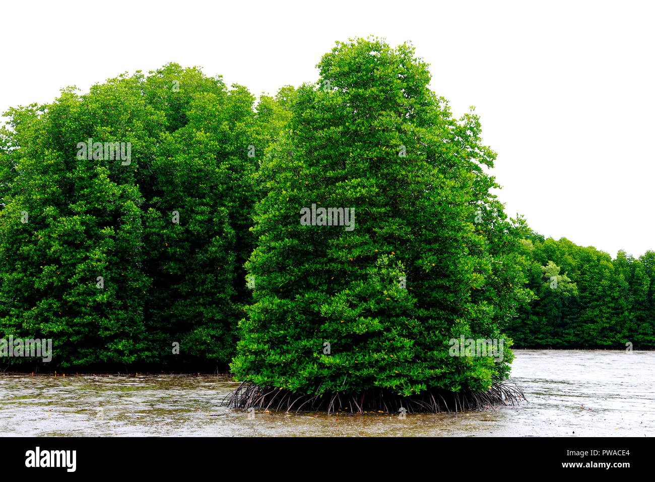 screw Pine (Pandanus tectorius or Pandanus odoratissimus) on the beach ...