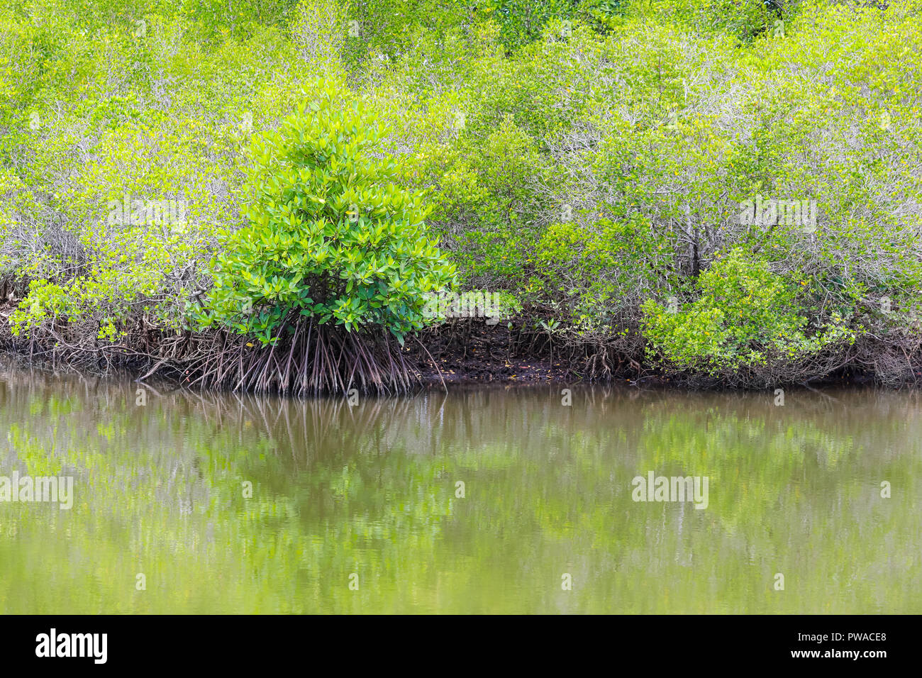 Mangrove trees on the swamp near the sea ,Thailand Stock Photo - Alamy