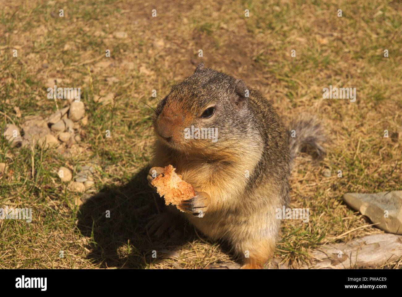 British columbian environment hi-res stock photography and images - Alamy
