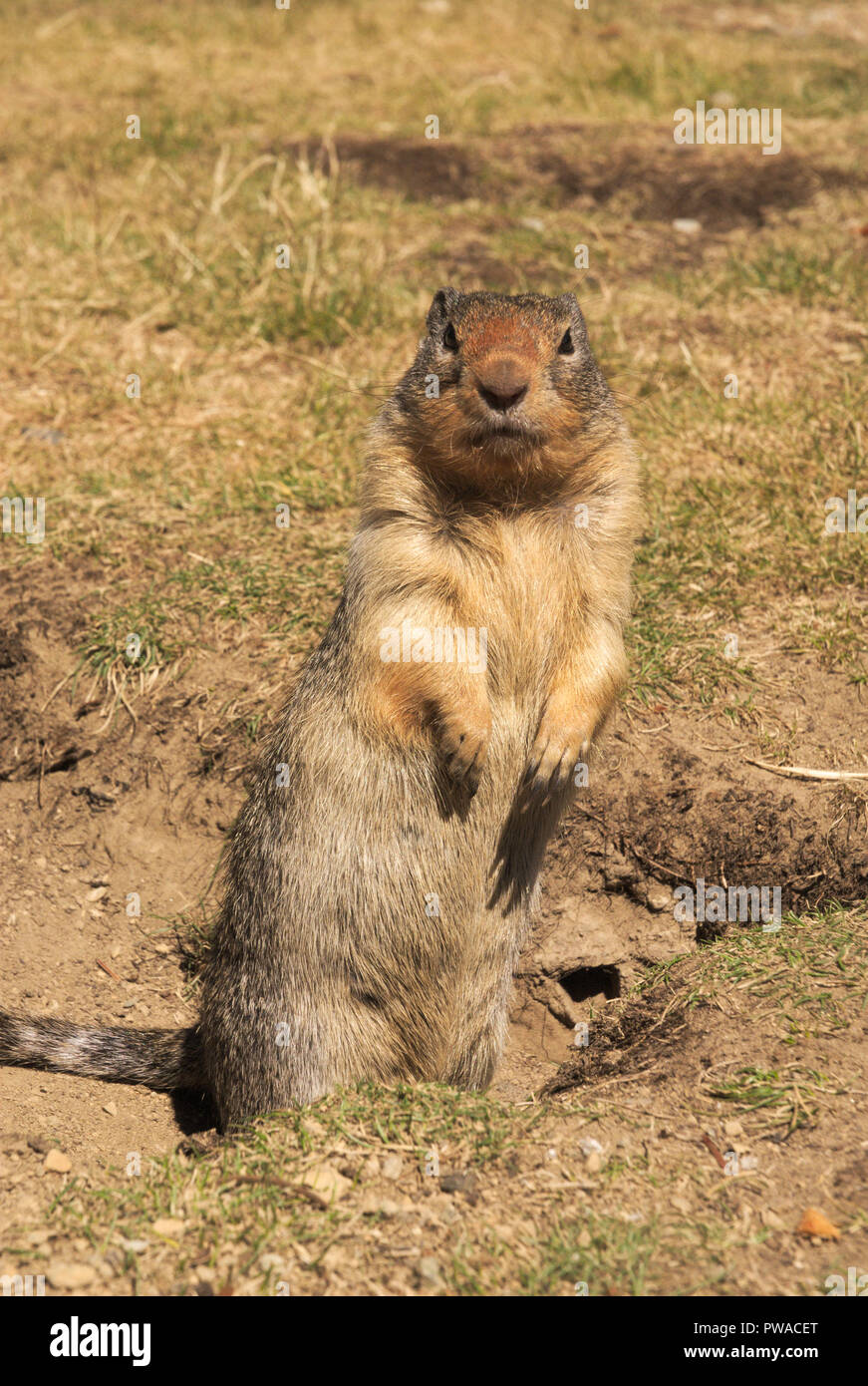 Ground squirrels at the picnic area in Manning Park, British Columbia ...