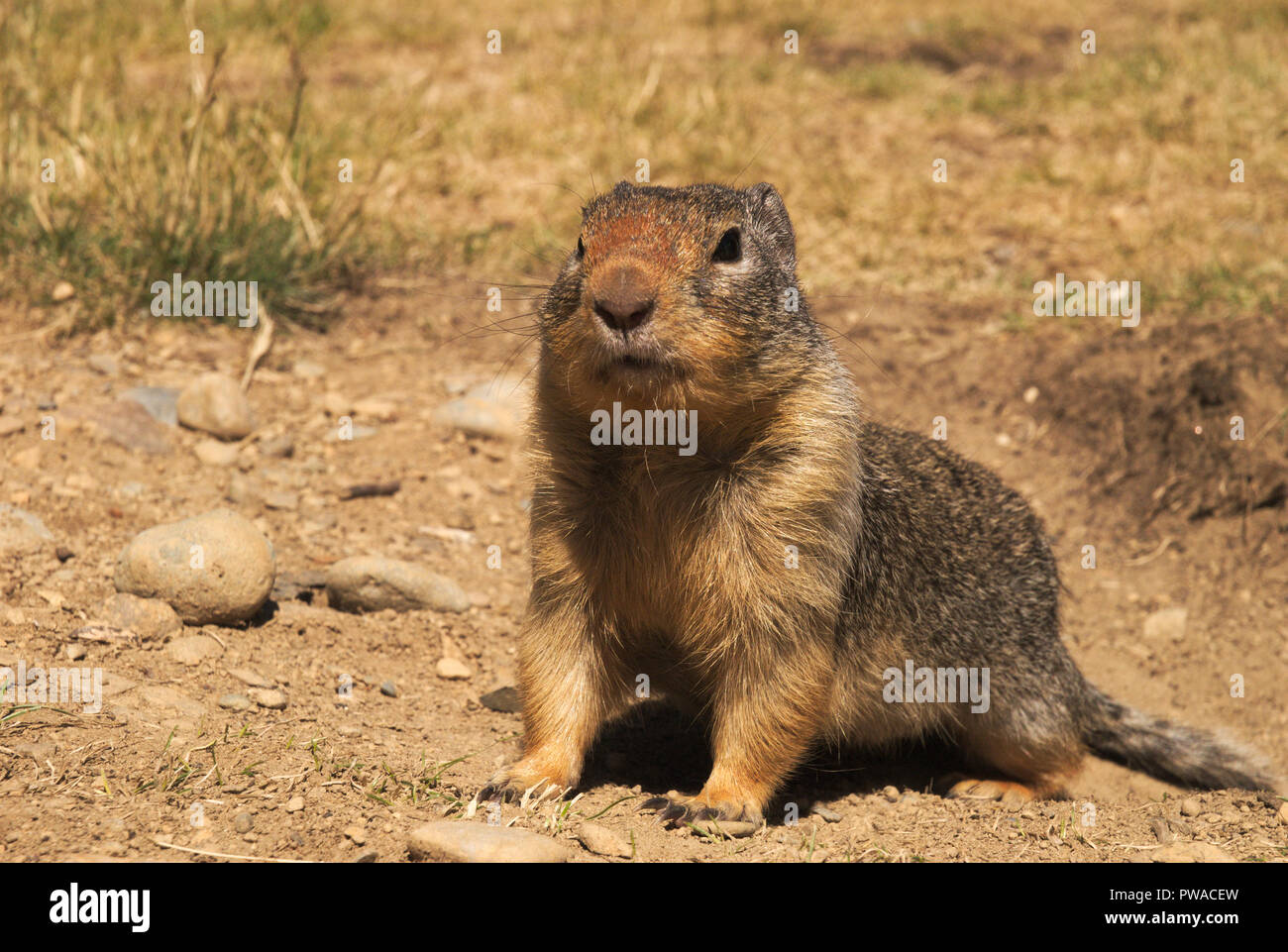 British columbian environment hi-res stock photography and images - Alamy