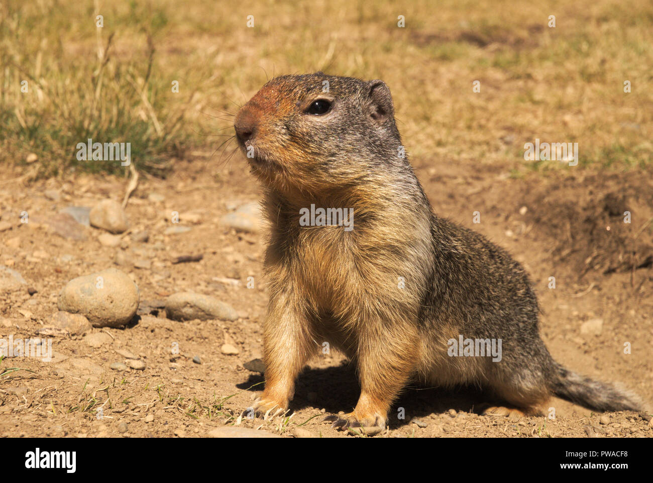 Ground squirrels at the picnic area in Manning Park, British Columbia ...