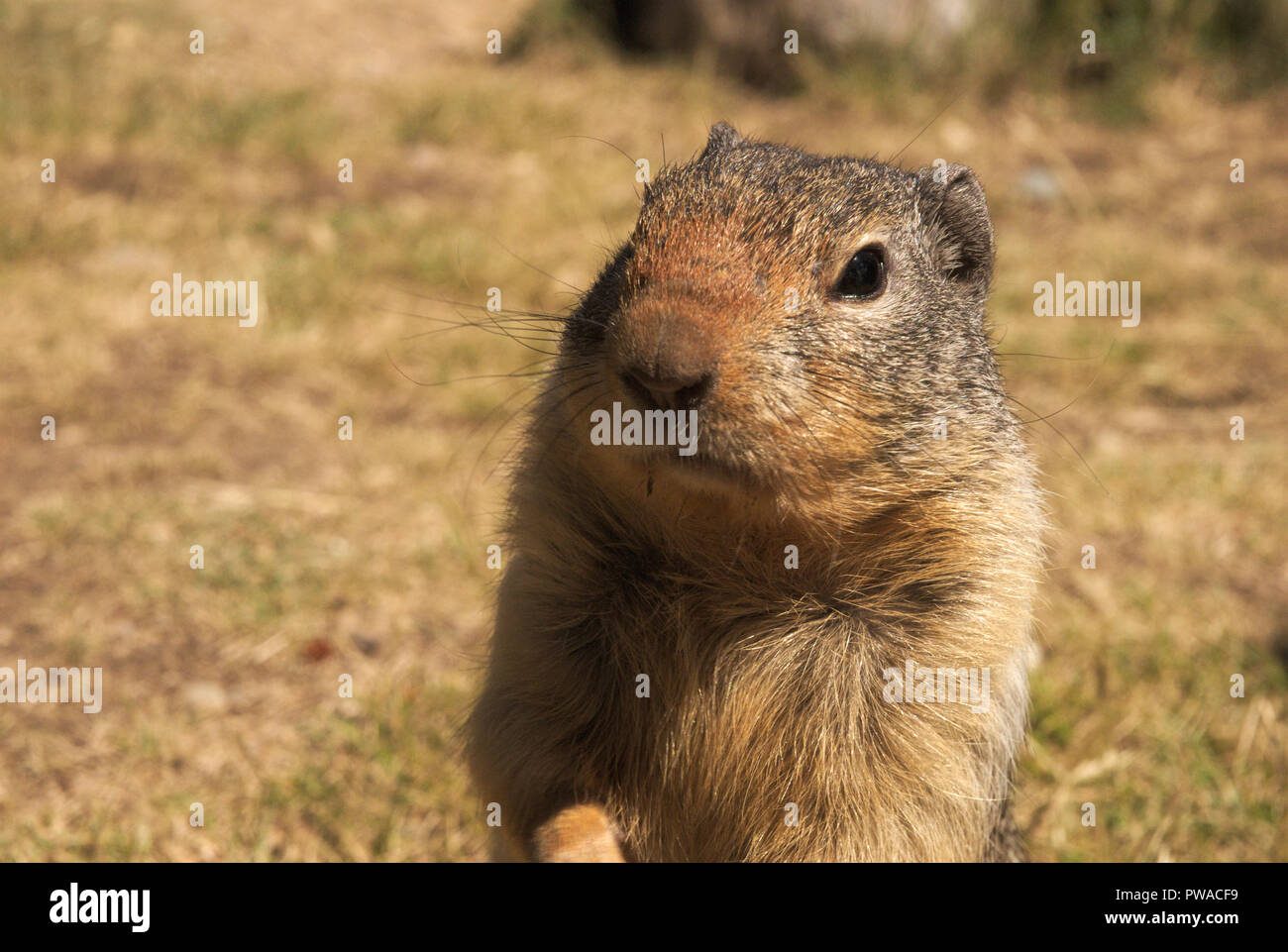 Ground squirrels at the picnic area in Manning Park, British Columbia ...