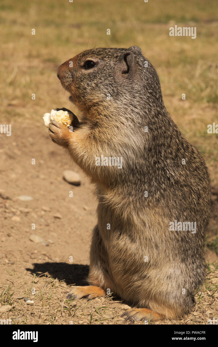Ground squirrels at the picnic area in Manning Park, British Columbia ...