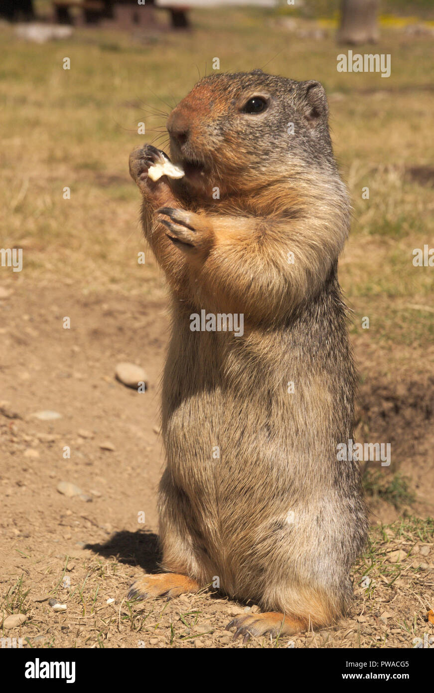Ground squirrels at the picnic area in Manning Park, British Columbia ...