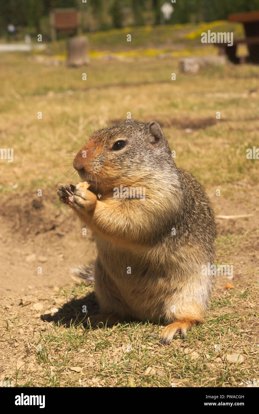 Ground squirrels at the picnic area in Manning Park, British Columbia ...