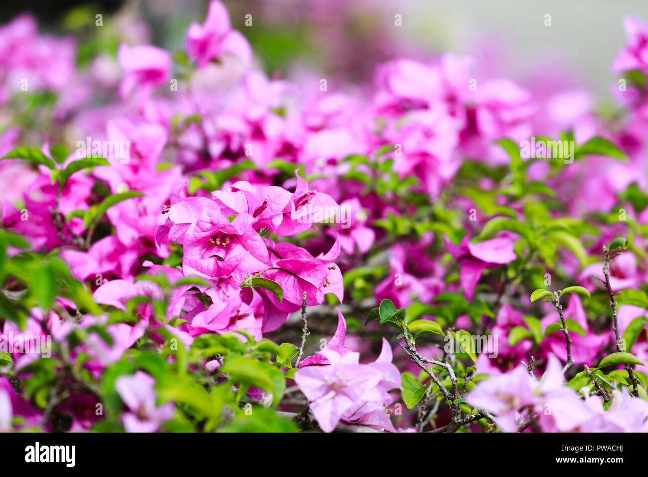 Bougainvillea paper flower hi-res stock photography and images - Alamy