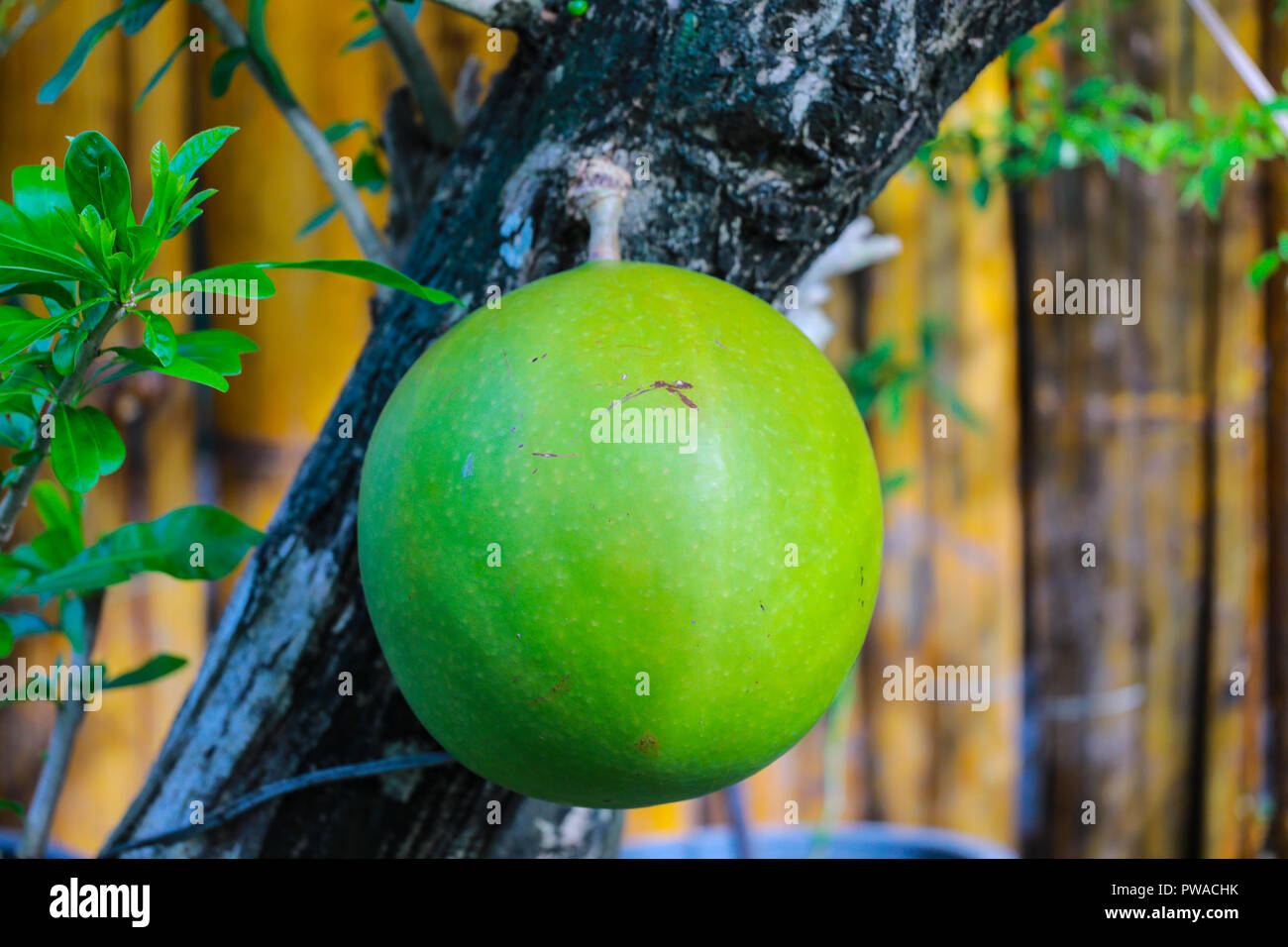 giant Pomelo on tree Stock Photo - Alamy