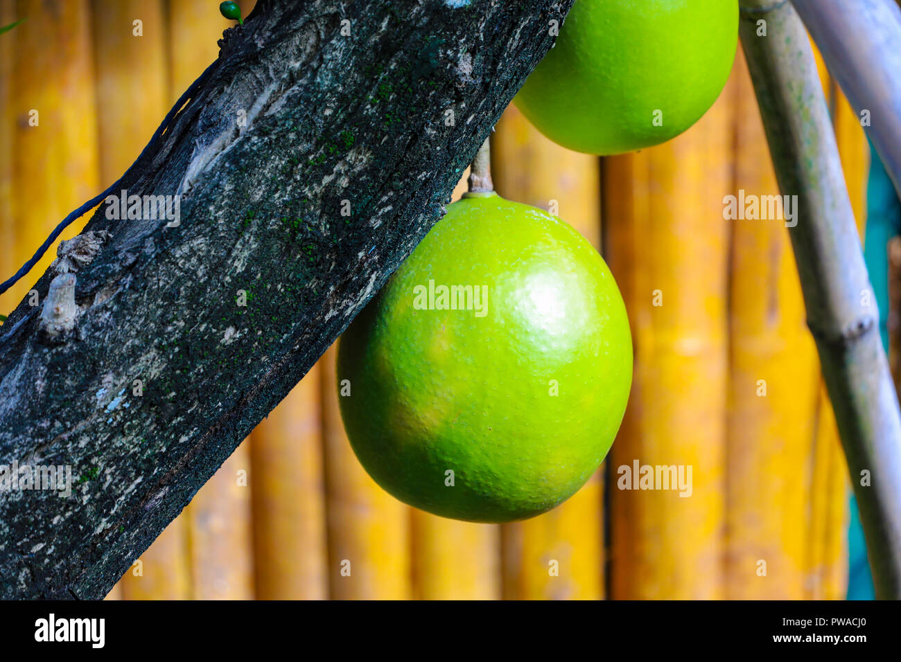 giant Pomelo on tree Stock Photo - Alamy