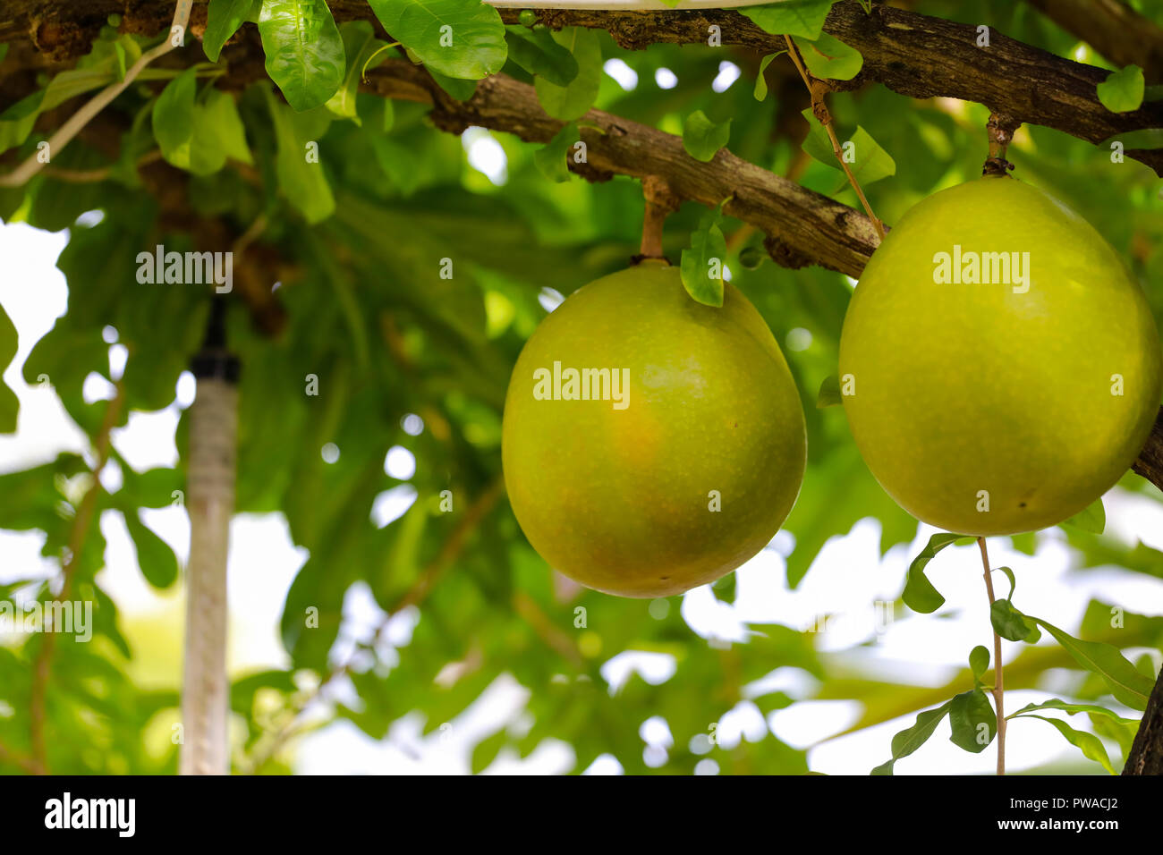 Giant orange fruit hi-res stock photography and images - Alamy