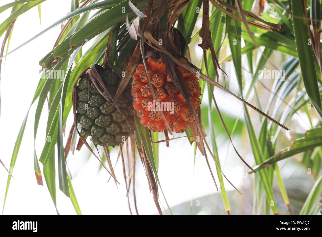 Hala tree screw pine pandanus tectorius hi-res stock photography and ...