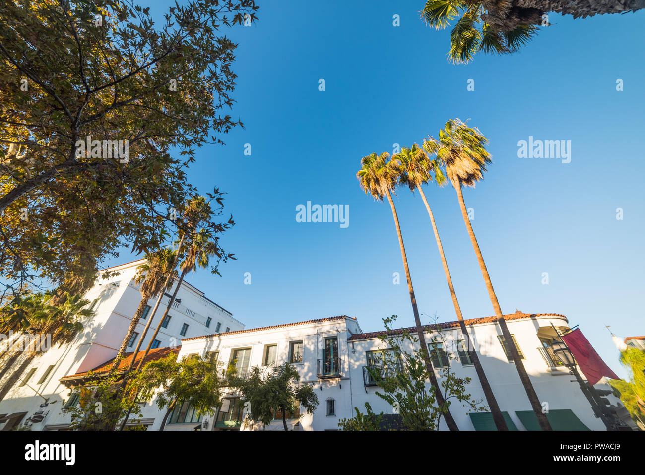 Palm trees in Santa Barbara, California Stock Photo - Alamy