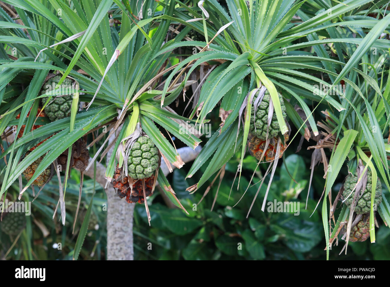 screw Pine (Pandanus tectorius or Pandanus odoratissimus) on the beach ...