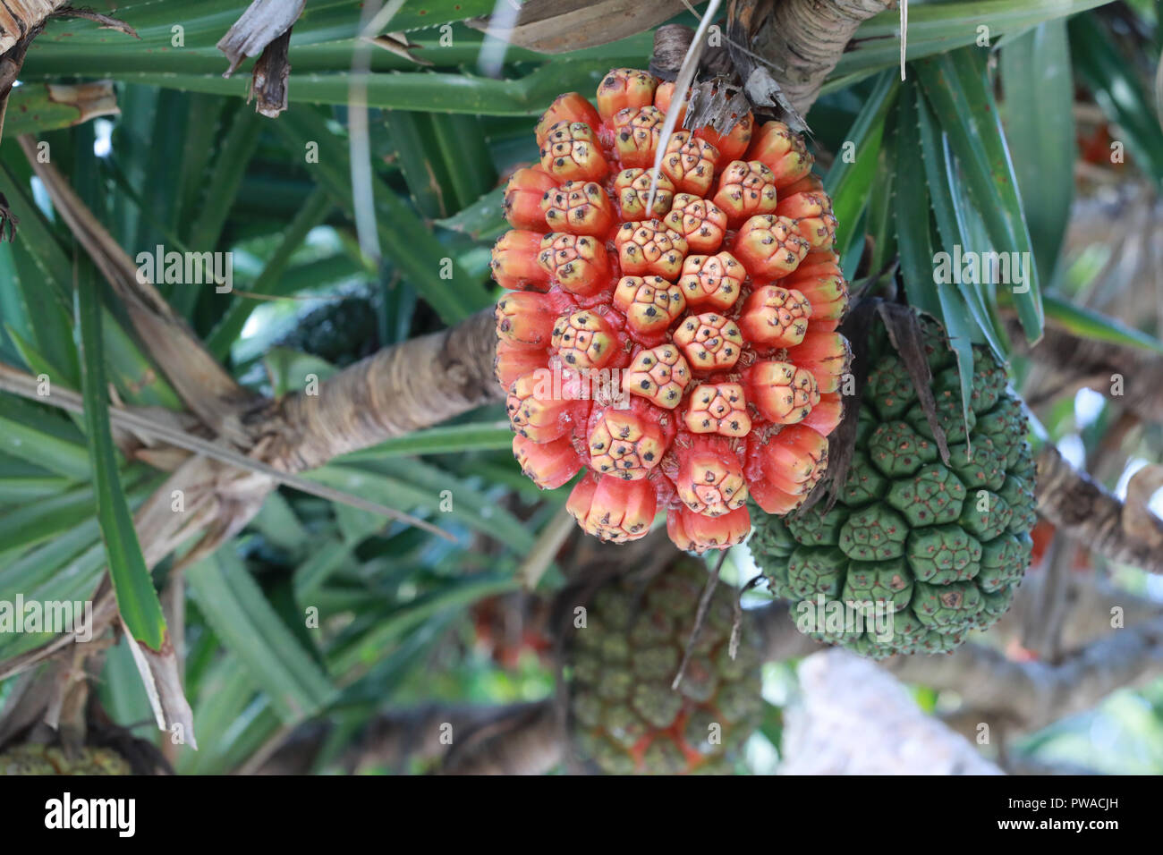 Hala tree screw pine pandanus tectorius hi-res stock photography and ...