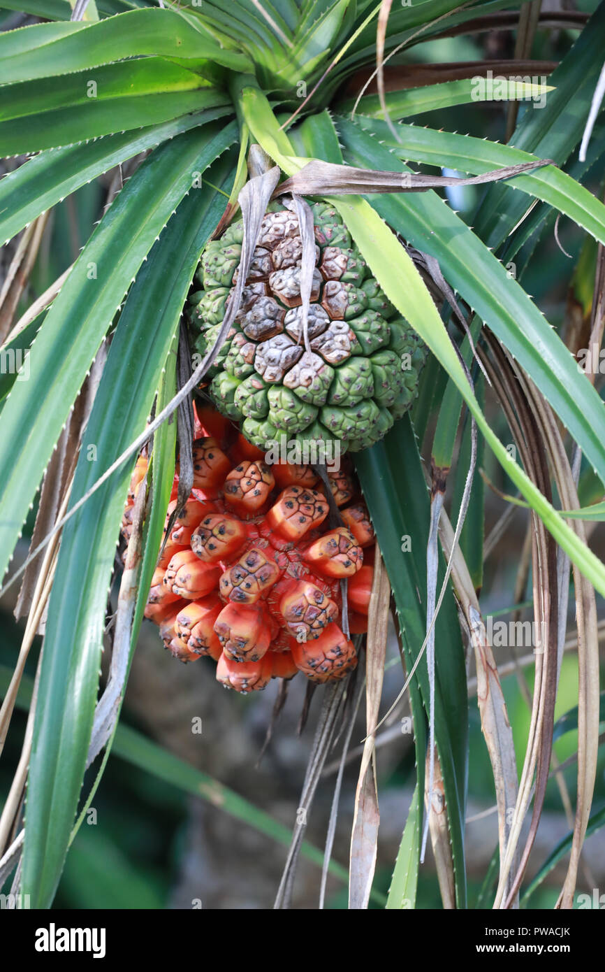 Hala tree screw pine pandanus tectorius hi-res stock photography and ...
