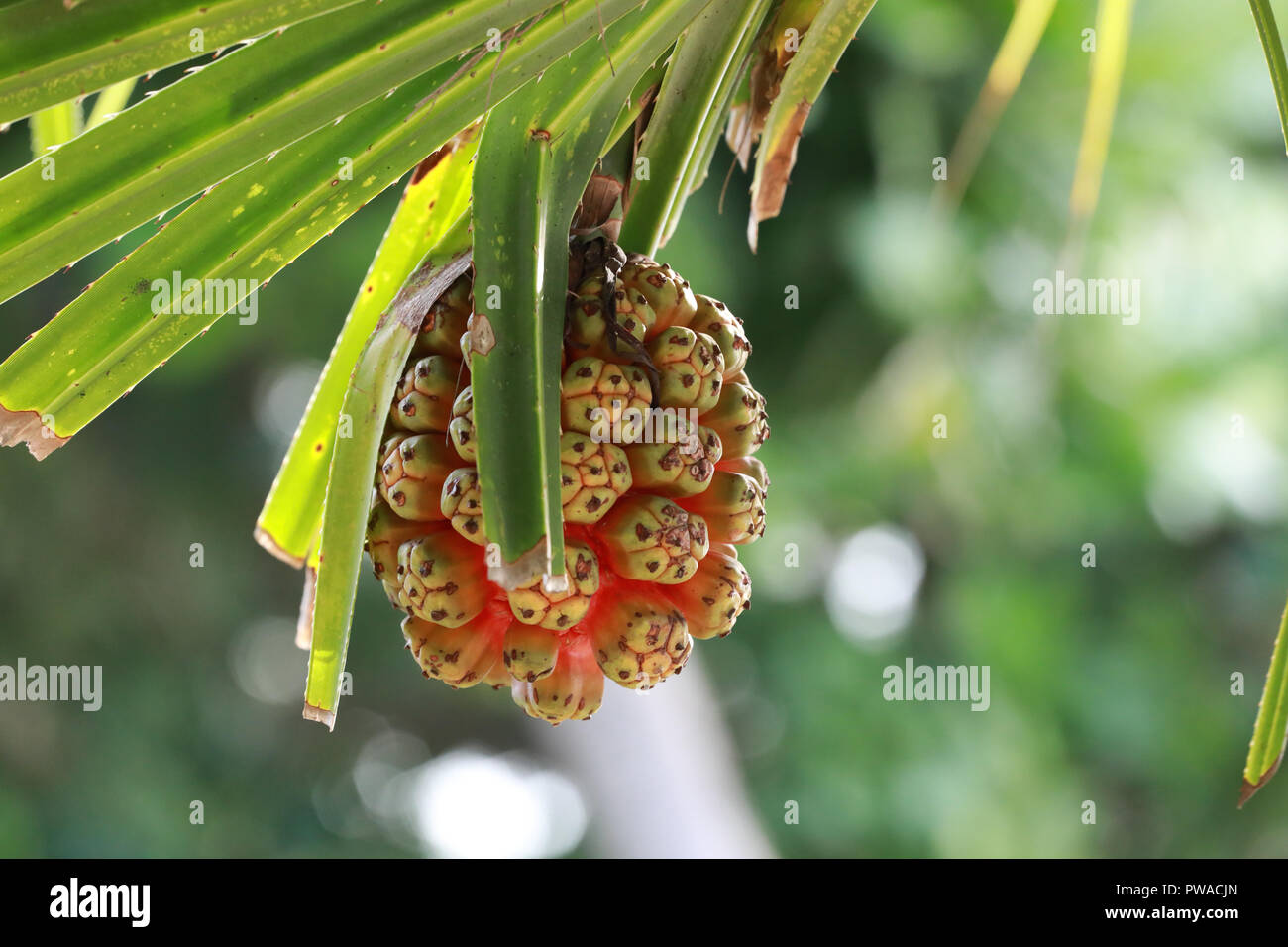 Hala tree screw pine pandanus tectorius hi-res stock photography and ...