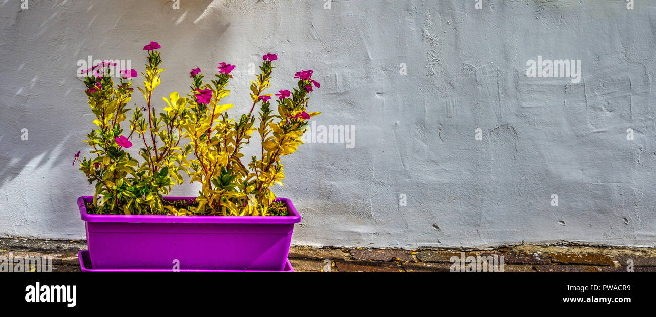 Rustic wall with flower pots in Italy Stock Photo - Alamy