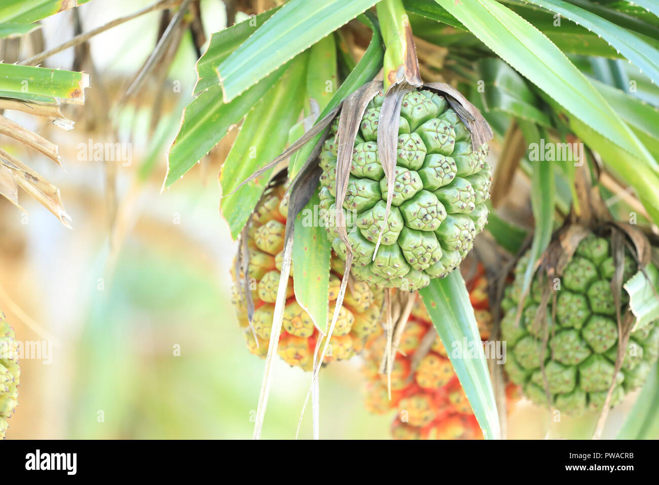 Green fruit of pandanus hi-res stock photography and images - Alamy