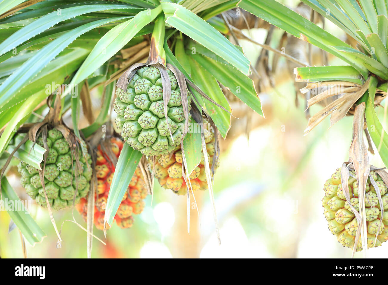 screw Pine (Pandanus tectorius or Pandanus odoratissimus) on the beach ...