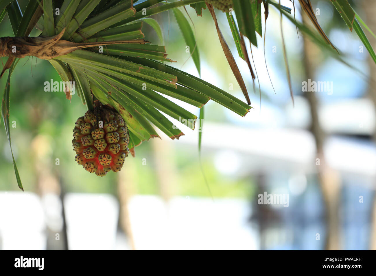 screw Pine (Pandanus tectorius or Pandanus odoratissimus) on the beach ...