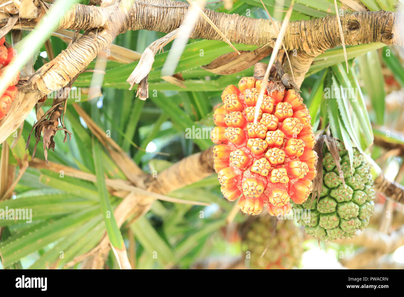Pandanus odoratissimus hi-res stock photography and images - Alamy
