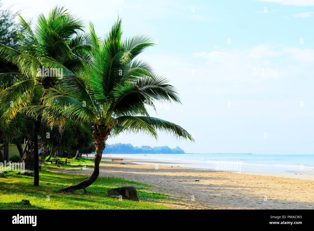 coconut tree on the beach Stock Photo - Alamy
