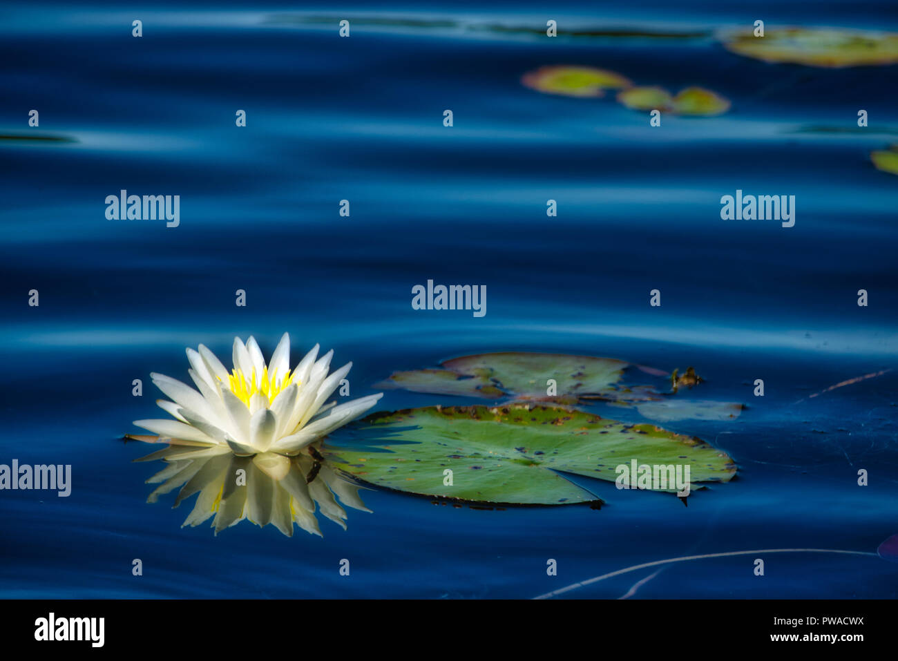 Floating lily hi-res stock photography and images - Alamy