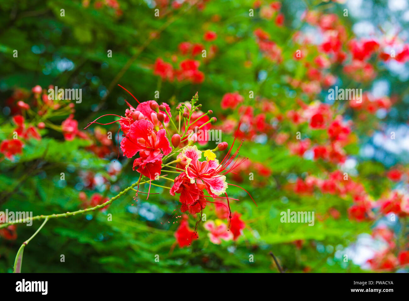 peacock flower,Delonix regia, the flame tree, is a species of flowering ...