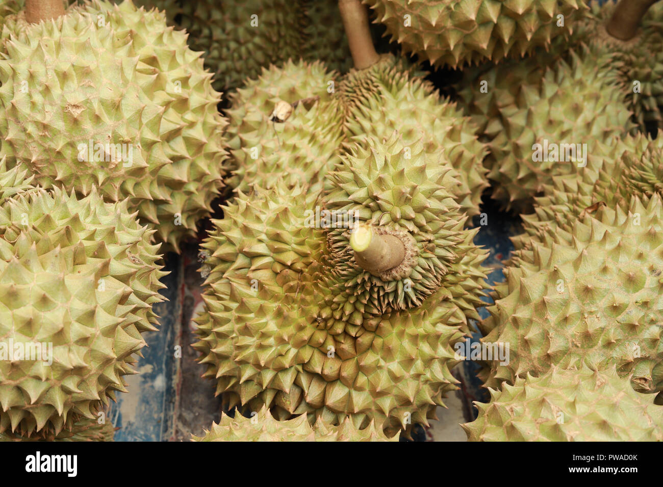 Durian fruit of several tree species belonging to the genus Durio Stock ...