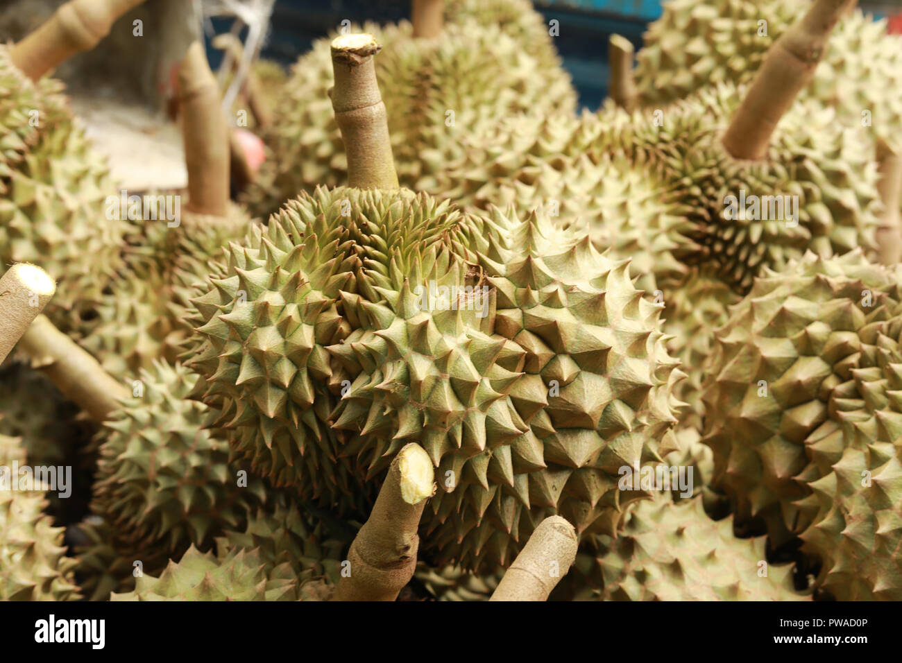 durian fruit of several tree species belonging to the genus Durio Stock ...