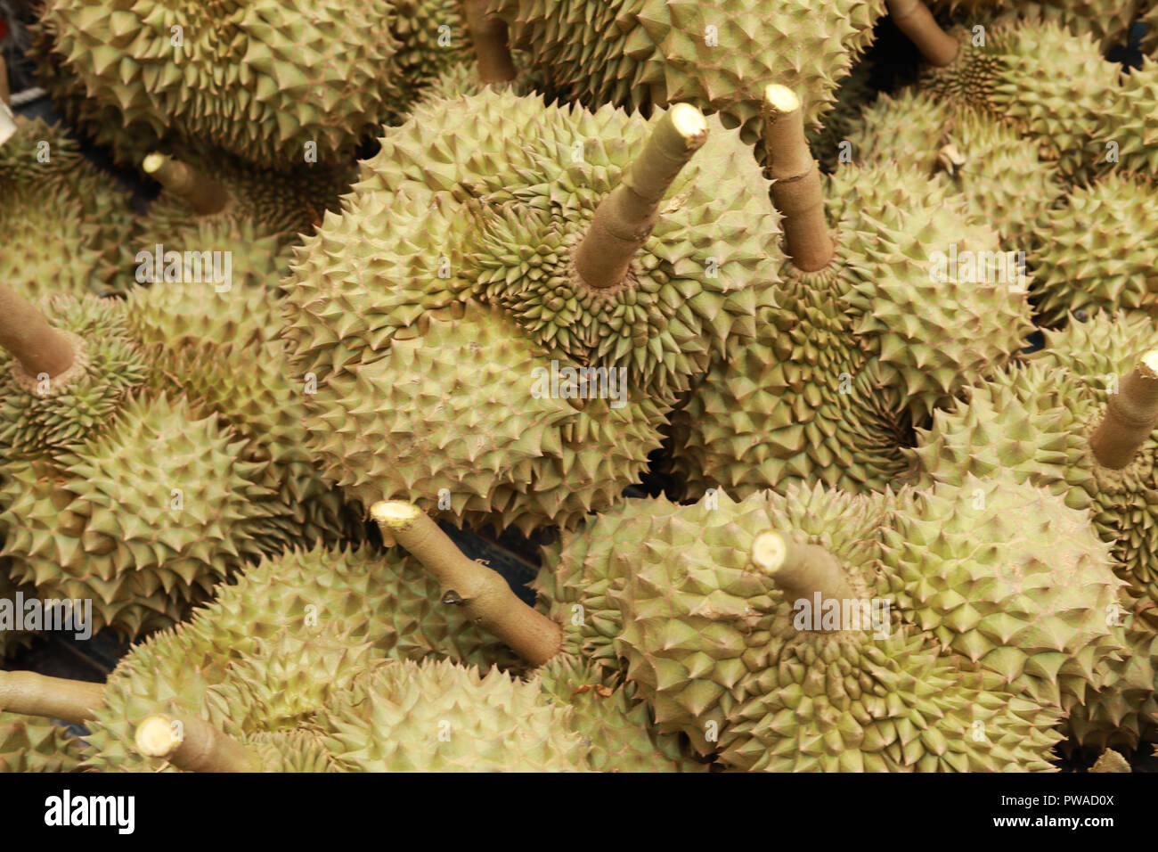 durian fruit of several tree species belonging to the genus Durio Stock ...