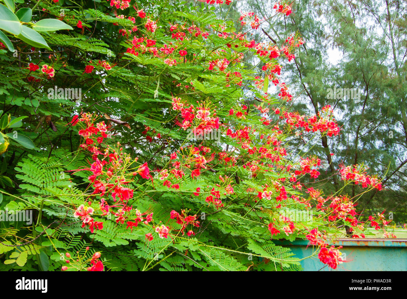 Peacock Flower Tree
