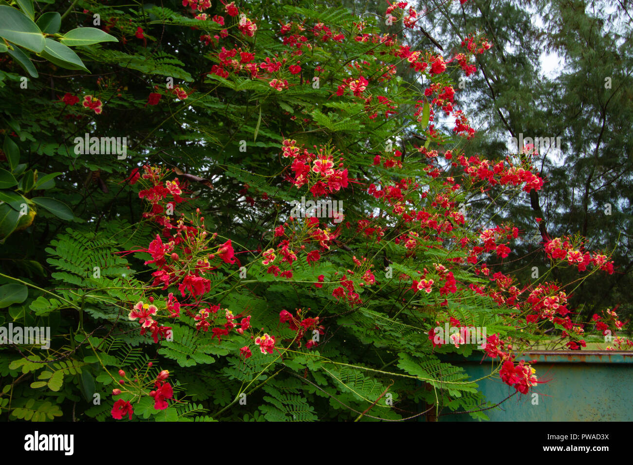 peacock flower,Delonix regia, the flame tree, is a species of flowering ...