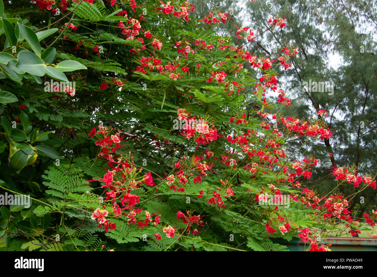 Peacock flower,Delonix regia, the flame tree, is a species of flowering ...