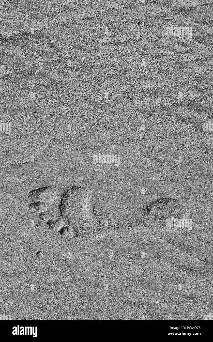 Black and white version of bare footprint in wet sand. Leave no trace ...