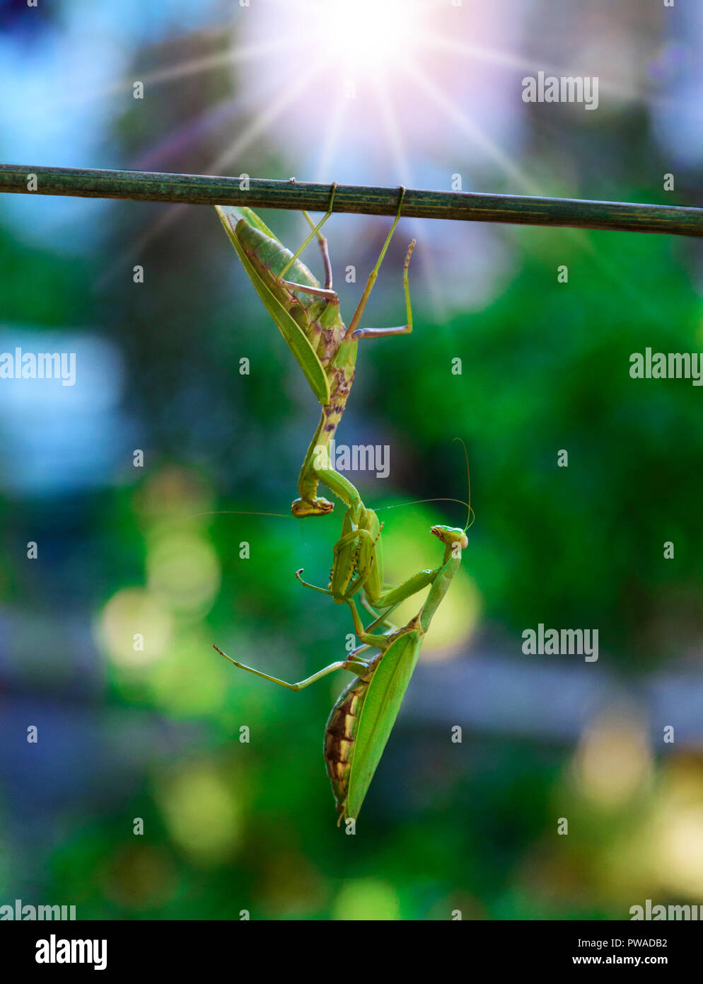 Mantis mating hi-res stock photography and images - Alamy
