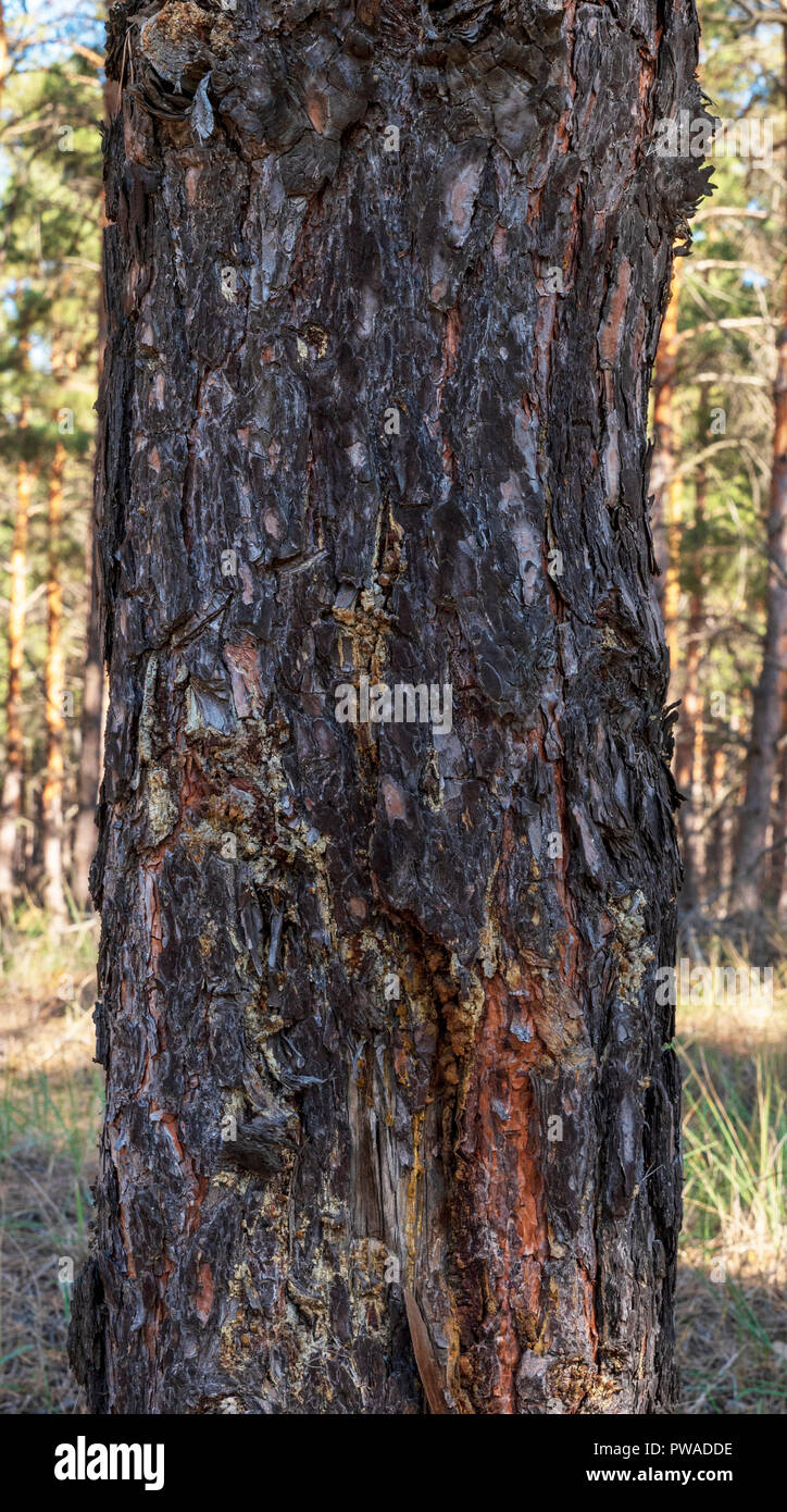 fragment of old pine trunk, close up Stock Photo - Alamy