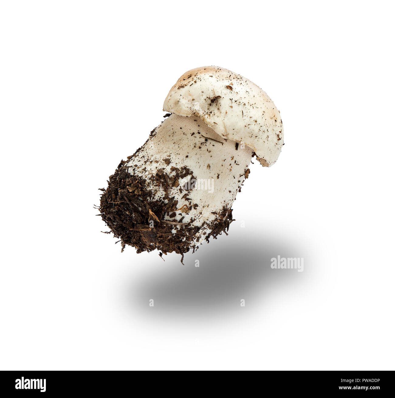 fresh young mushroom with root and mycelium Boletus edulis isolated on ...