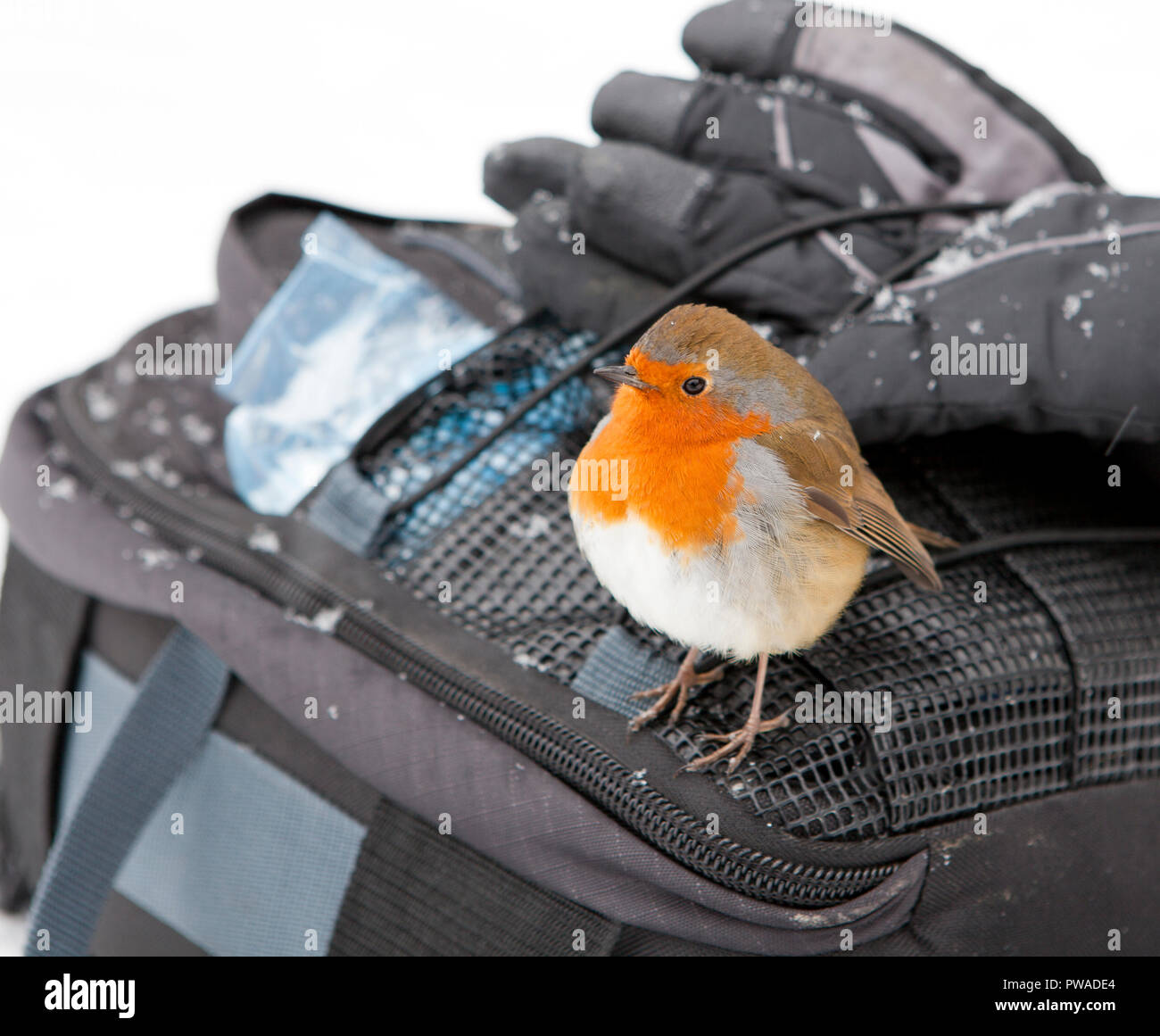 Robin on camera bag in the snow Stock Photo - Alamy