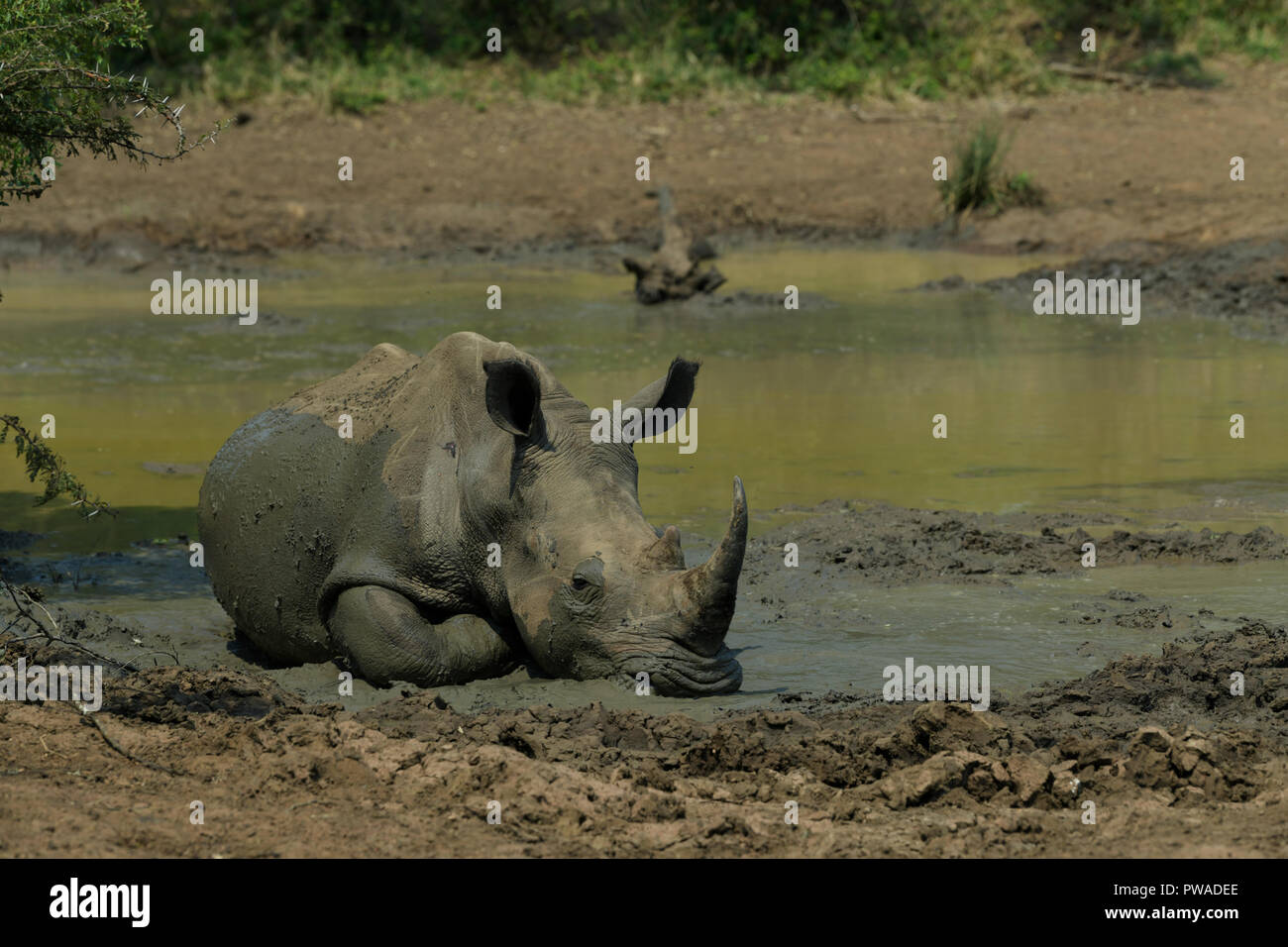 Young adult White Rhino, Ceratotherium simumu, with cute expression ...