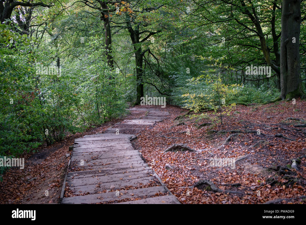 Autumnal scenes in Judy Woods, Wyke, Bradford, West Yorkshire, England ...