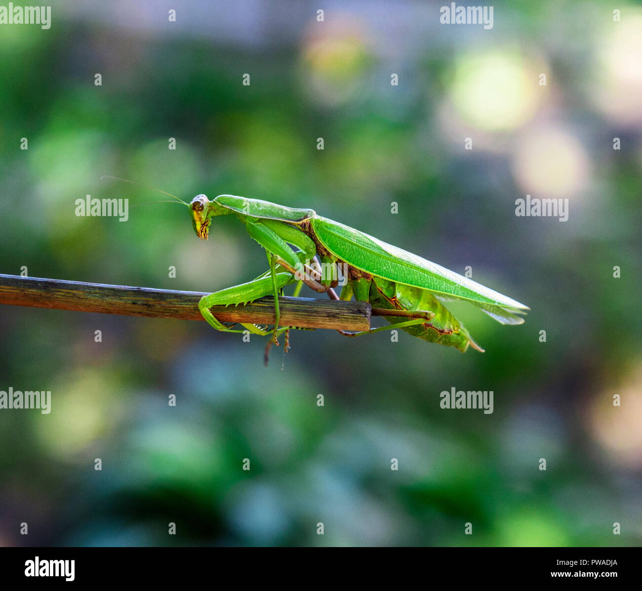 green big mantis crawling up the stick, blurred green background with ...