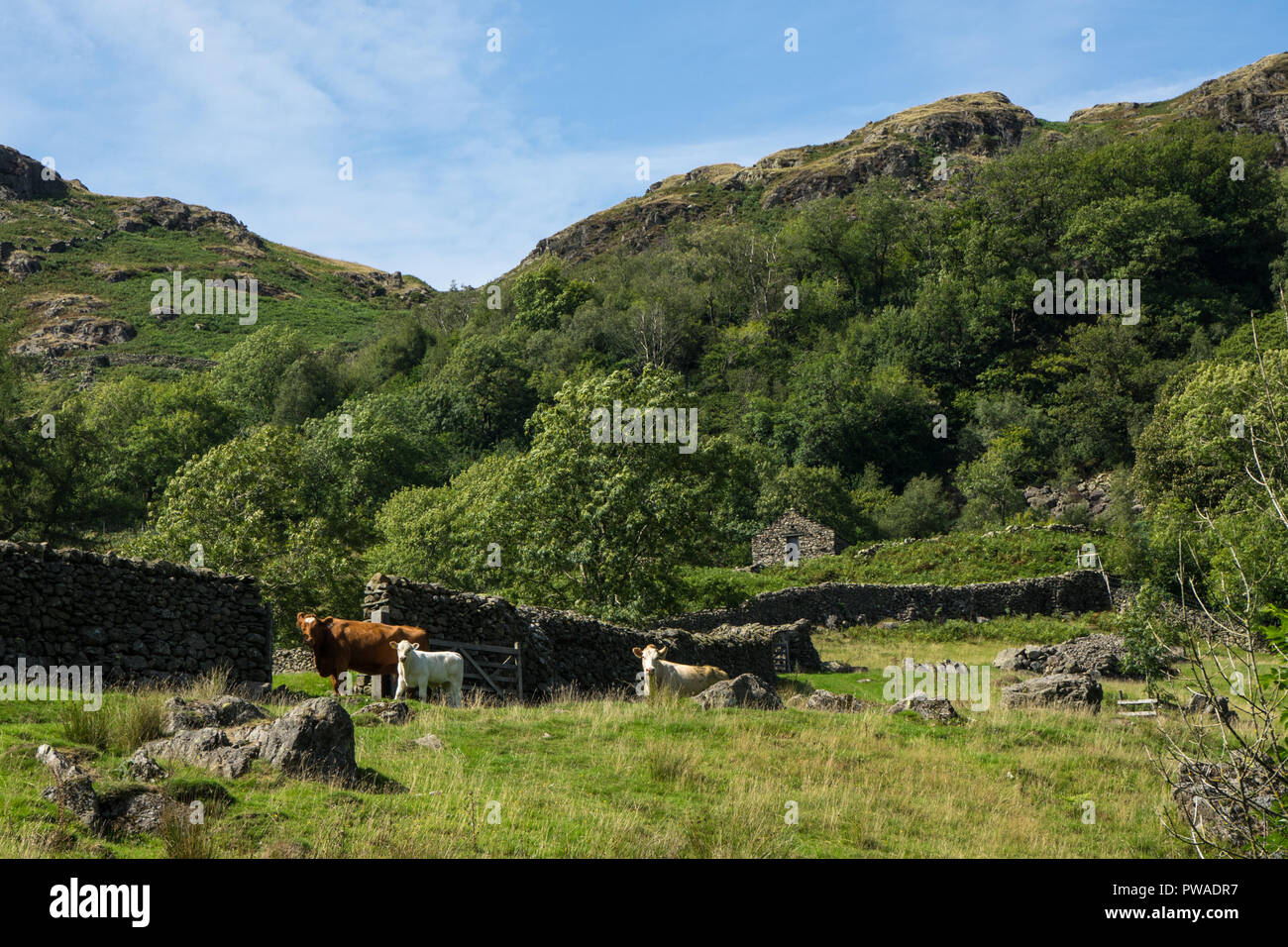 Three cows looking at camera in the Lake District fells, with ...