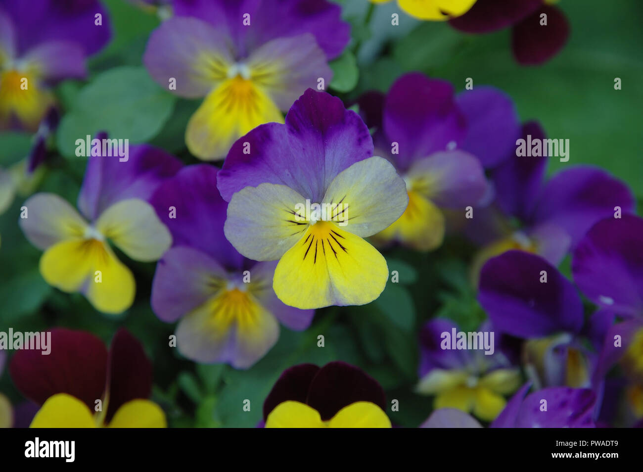 Sorbet viola pot hi-res stock photography and images - Alamy