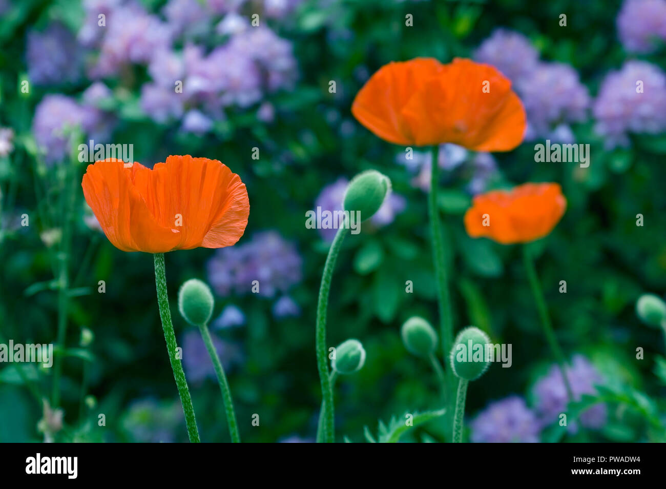 Colourful red poppy hi-res stock photography and images - Alamy