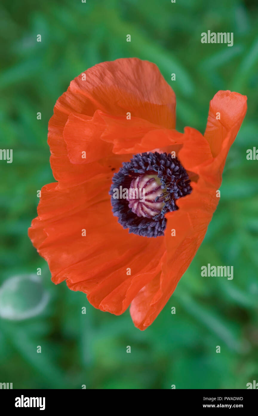 Blood trench hi-res stock photography and images - Alamy