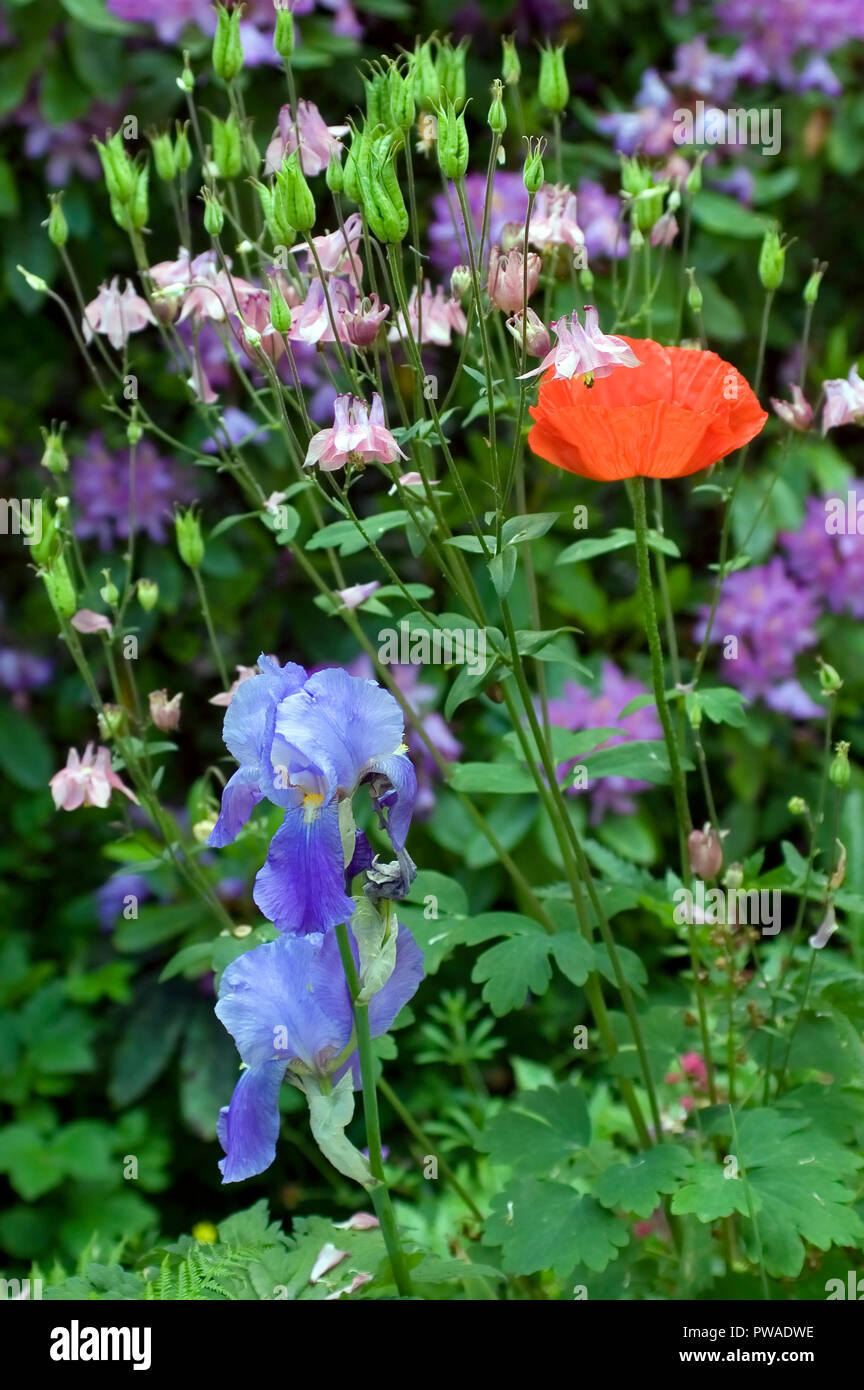 Papaver vulgaris hi-res stock photography and images - Alamy