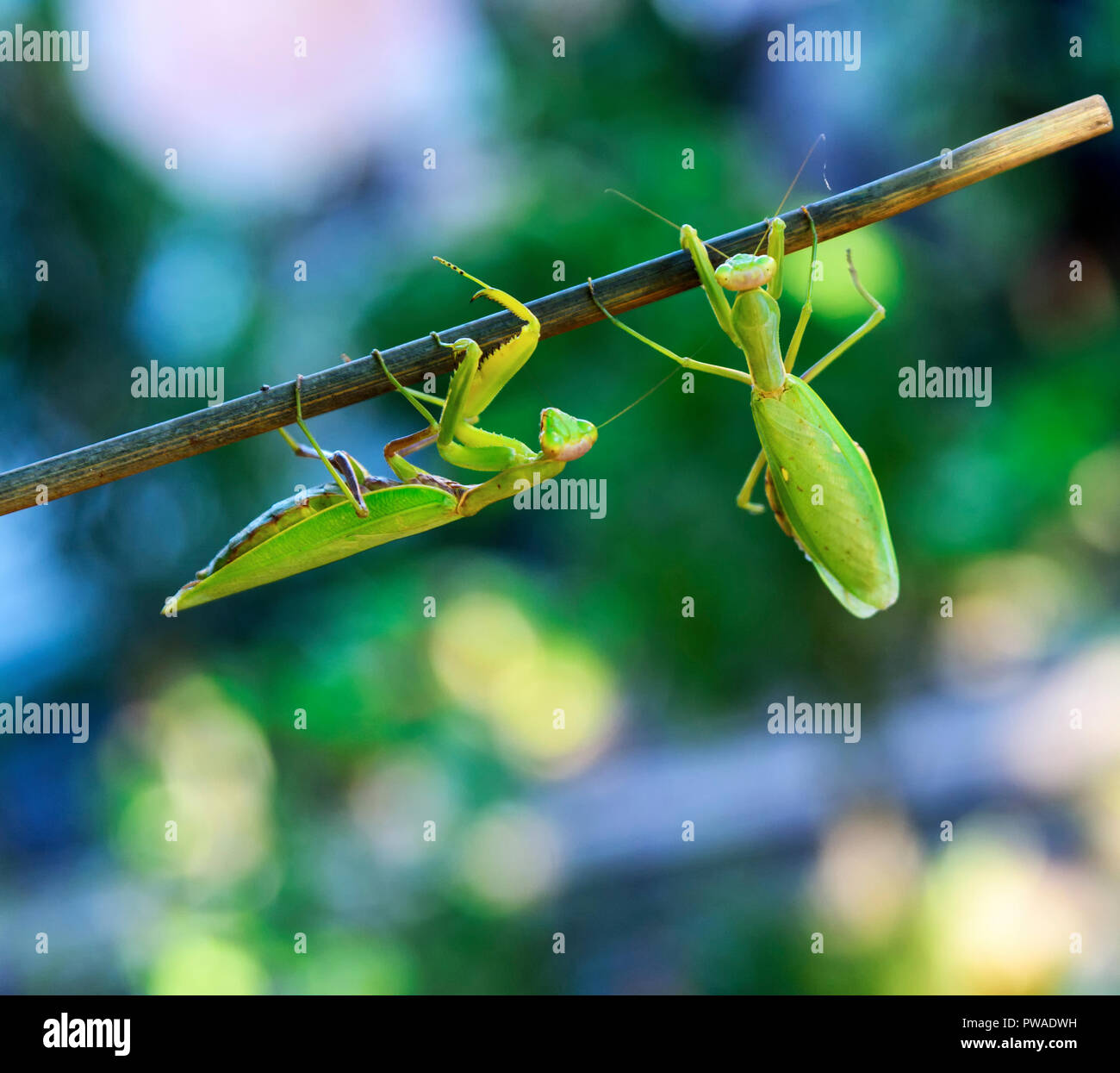 two green large praying mantis crawling along the branch, close up ...